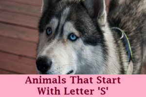 Animals That Start With S (Animals With S List) - Ink Fruit