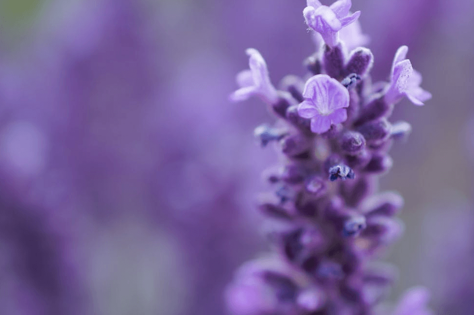 Lavender Aura Color Meaning And Personality - Ink Fruit